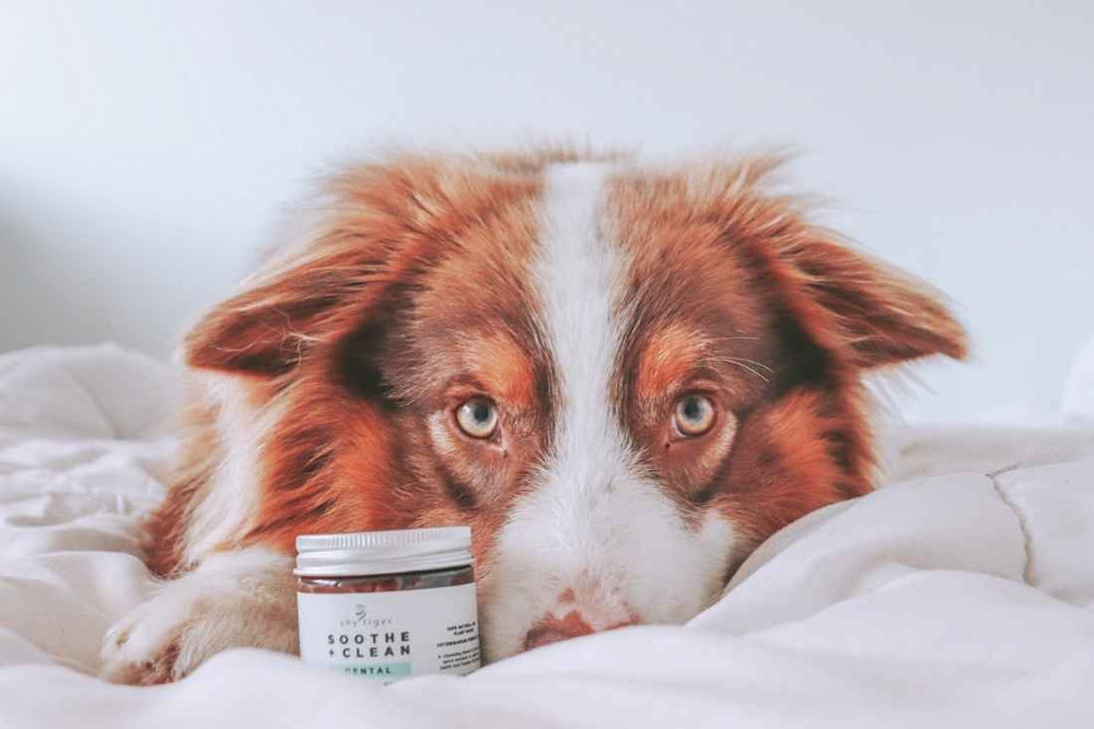 Natural Animal Health | Shy Tiger